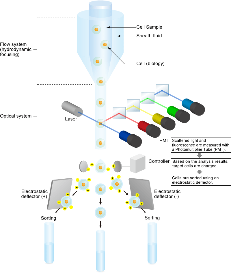 What Is Flow Cytometry Tech Matsusada Precision What Is Flow Cytometry Tech Matsusada Precision