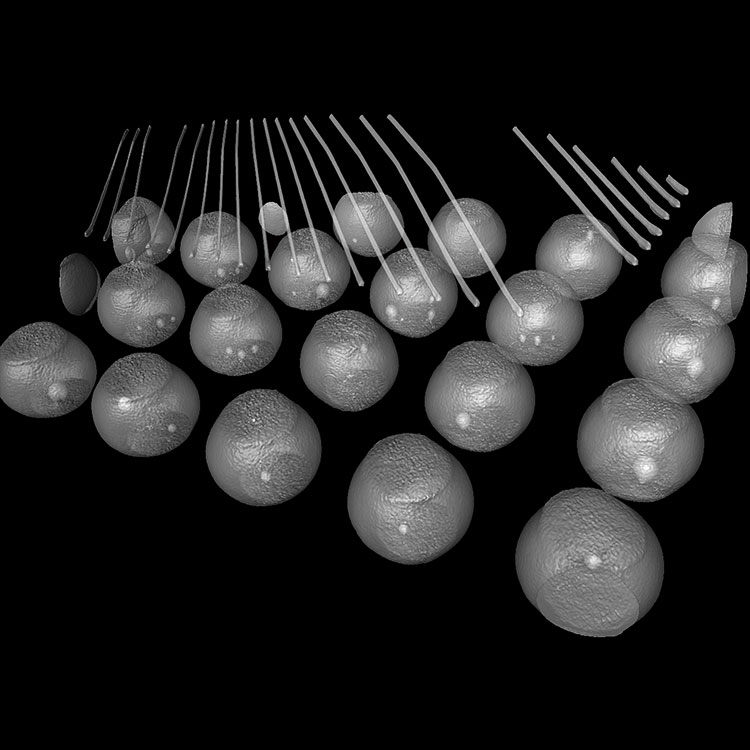 CT Software | Micro CT Scanners | Matsusada Precision